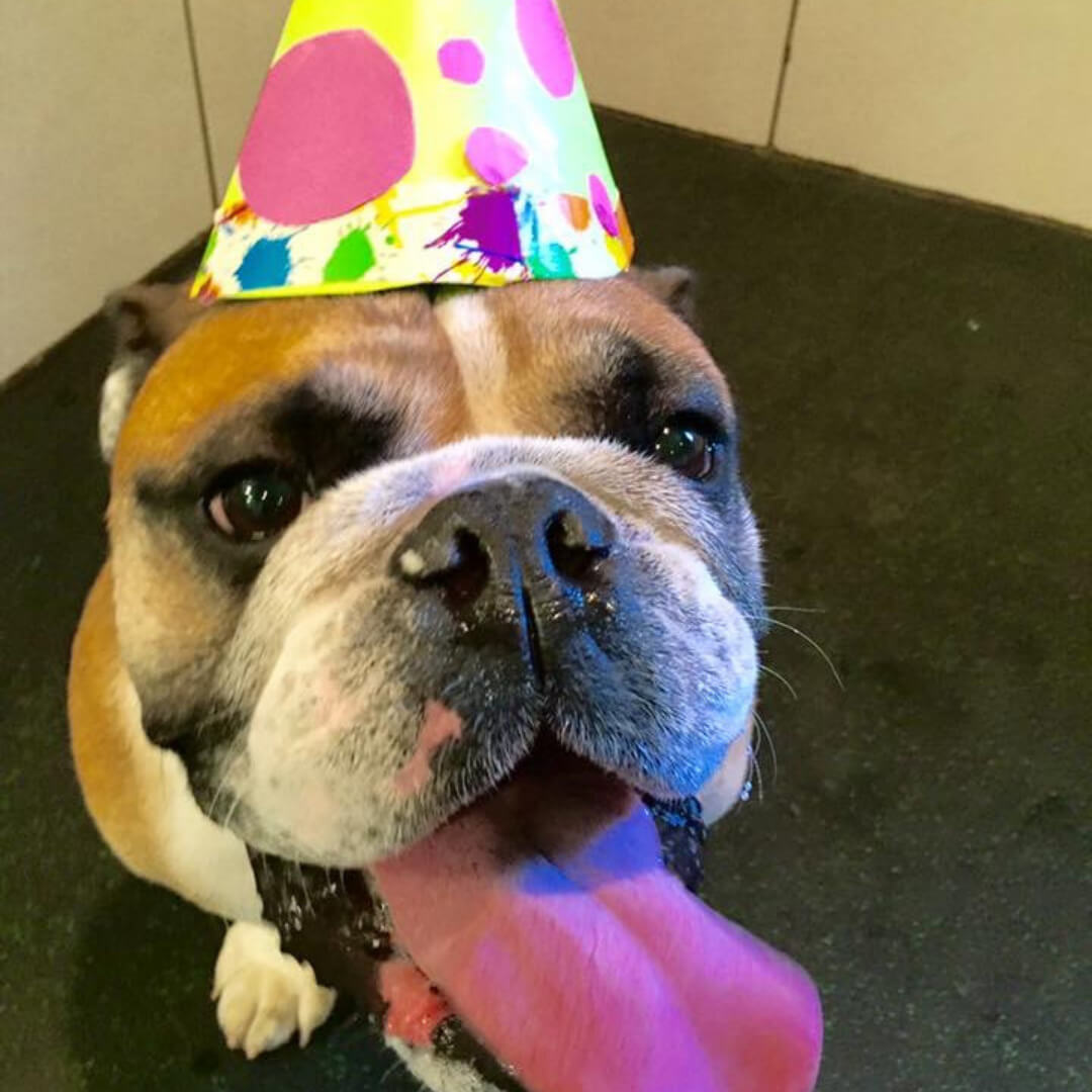 Parties-Service-Tile – Dog Daycare | Dog Boarding | Grooming in Prosper ...